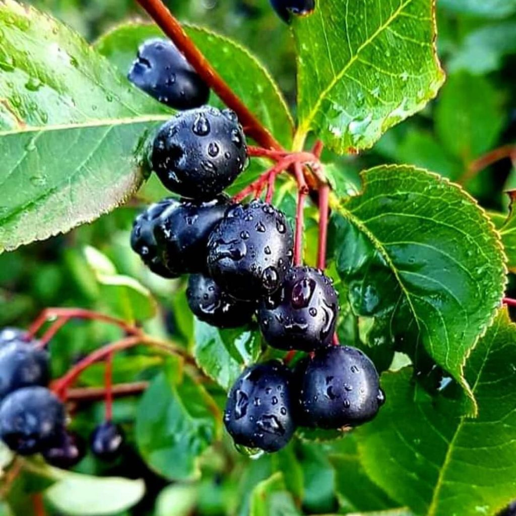 Aronya Nedir? Süper Meyve Chokeberry - Topraksız Tarım